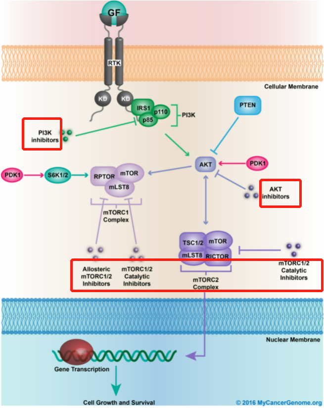 90--1例肺腺癌PIK3CA激活突变的治疗进展 - 知乎