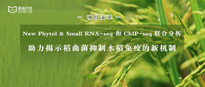 New Phytol & Small RNA-seq和ChIP-seq联合分析助力揭示稻曲菌抑制水稻免疫的新机制 - 知乎