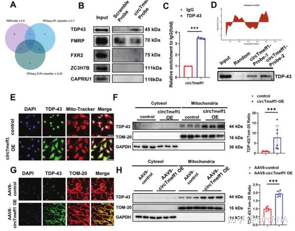 ADV SCI丨上海大学李进和肖俊杰团队解析环状RNA circTmeff1在肌肉萎缩中的机制，提供了全新的治疗靶点 - 知乎