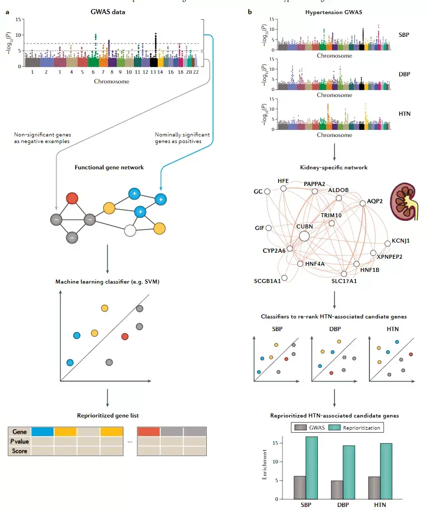 Nat Rev Genet | 解码疾病：从基因组到网络再到表型 - 知乎