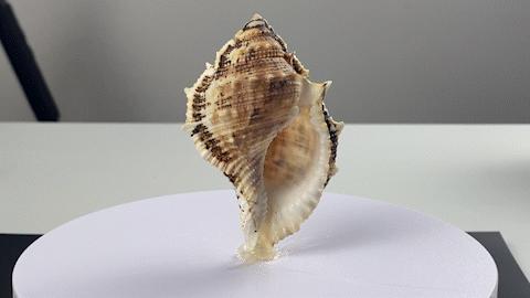 中国海洋生物 第9期 习见赤蛙螺 Bufonaria rana - 知乎