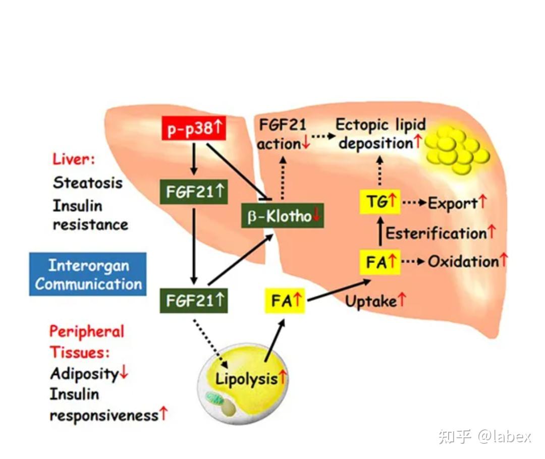 基因治疗免疫分析: 皮下注射mRNA - FGF21 - 知乎