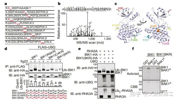 【Nature论文拆解】配体诱导的BIK1单泛素化调节植物免疫力 - 知乎