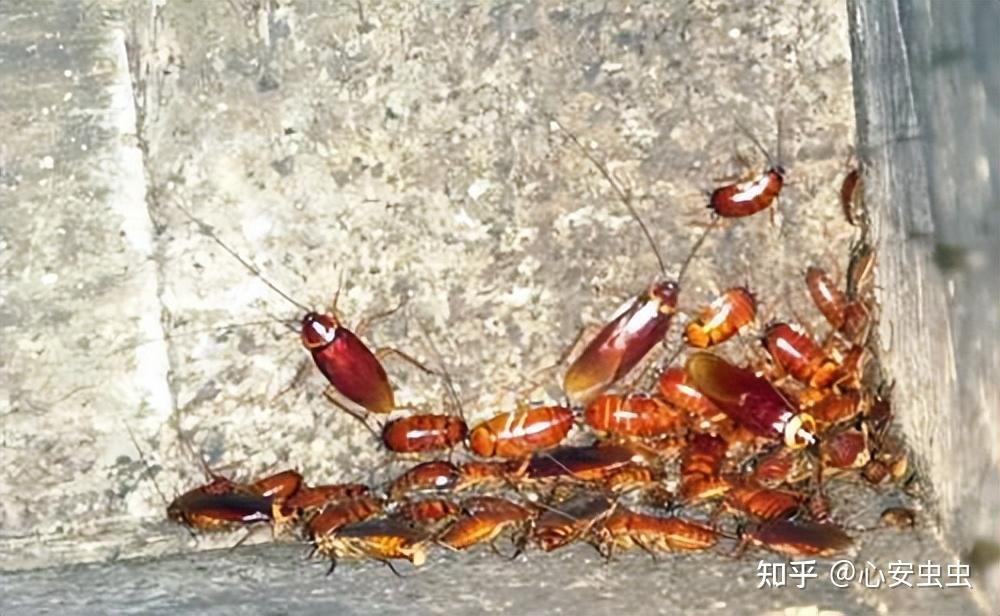 蟑螂防治6问！ - 知乎