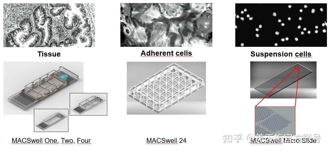 实体瘤治疗的重大突破方向——MACSima全自动空间组图谱成像系统 - 知乎