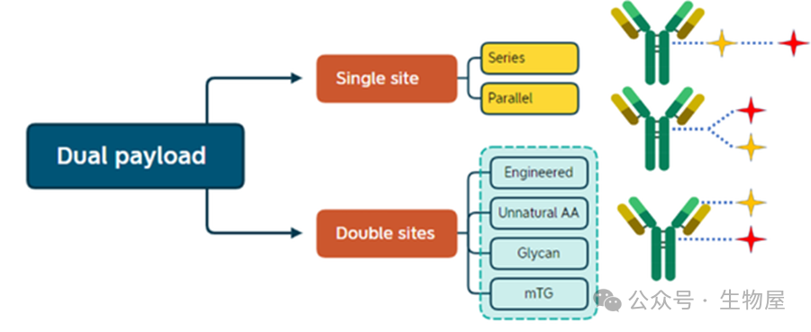 双载荷抗体偶联药物(Dual-payload ADC)首次进入肿瘤临床试验 - 知乎