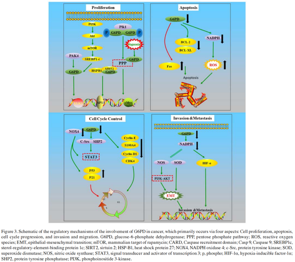 检验视界 | 探讨G6PD在癌症中的作用 - 知乎