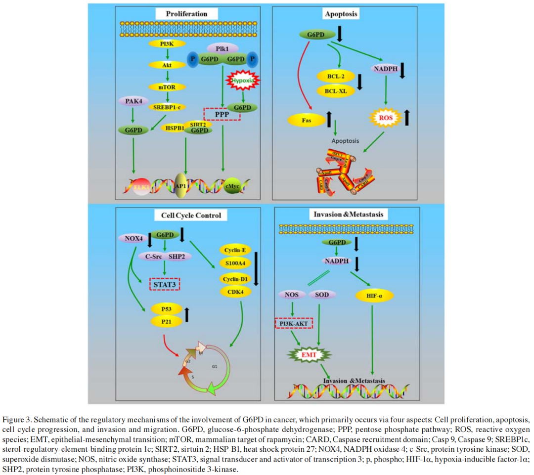 检验视界 | 探讨G6PD在癌症中的作用 - 知乎