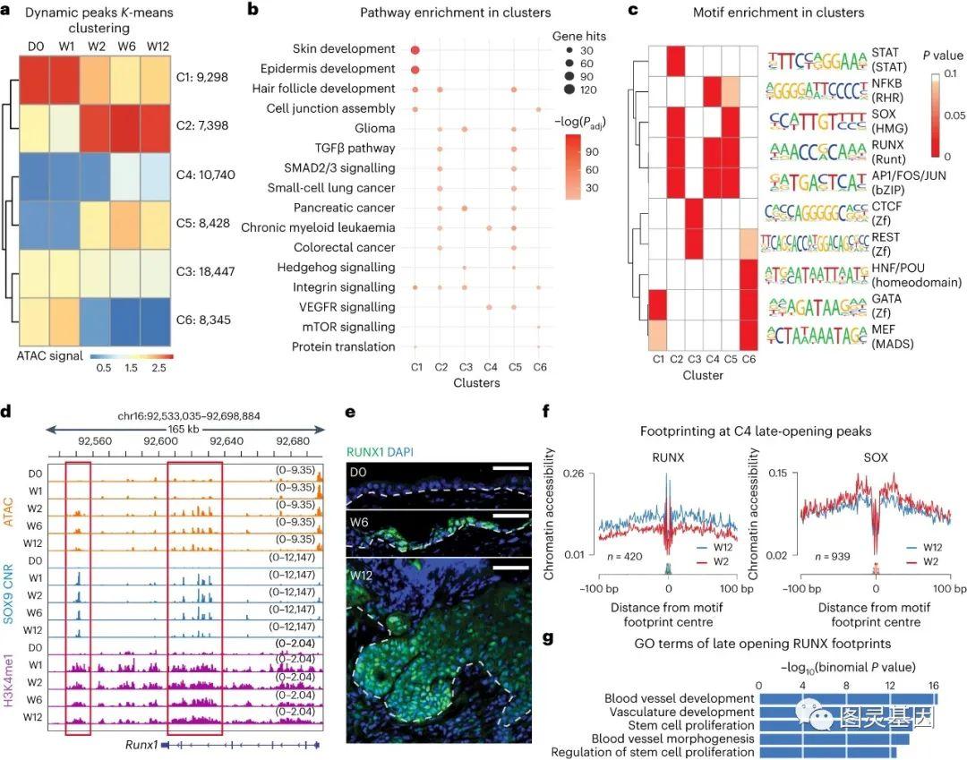 Nat Cell Bio | 癌症中干细胞的命运改变机制 - 知乎