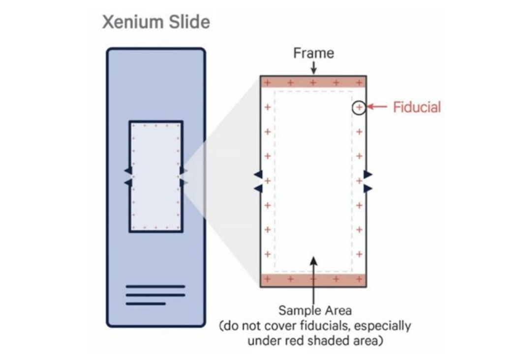 非因生物 亚细胞空间原位技术 Xenium 5K Panel知多少？ - 知乎