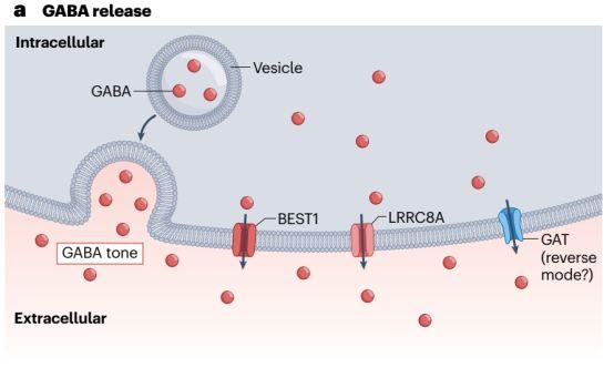 Nat子刊: 经过70多年研究，我们对GABA在大脑的作用了解多少？ - 知乎