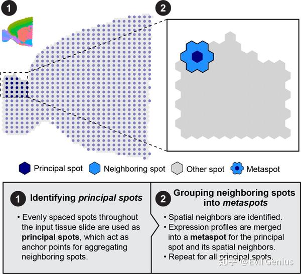 针对高维数据（10X单细胞空间）的共表达网络分析（hdWGCNA） - 知乎