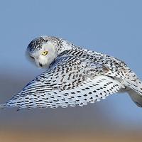 CVPR2024 Poster：CAT-Seg: Cost Aggregation for Open-Vocabulary Semantic ...