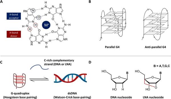 锁核酸：LNA - 知乎
