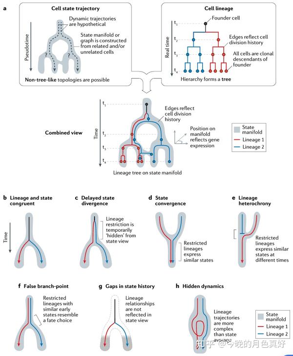Lineage tracing meets single-cell omics: opportunities and challenges - 知乎