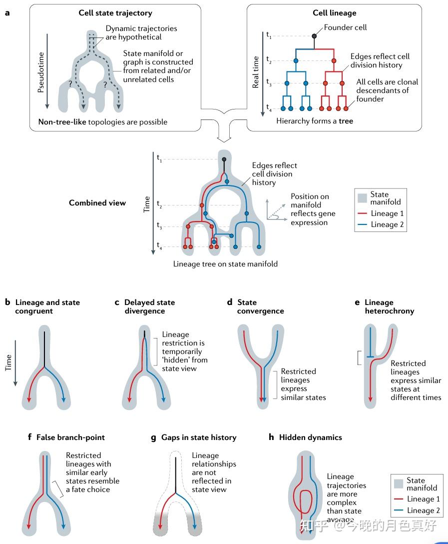 Lineage tracing meets single-cell omics: opportunities and challenges - 知乎
