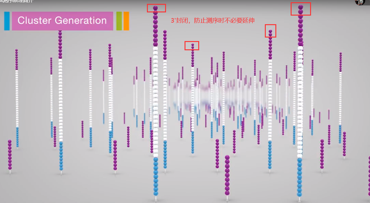 NGS测序原理02-簇生成（Cluster Generation） - 知乎