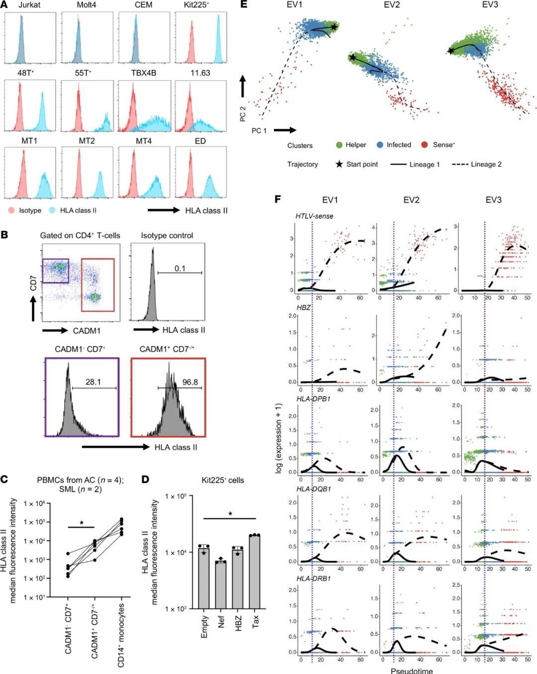 HTLV-1感染促进T细胞过度活化并转化为成人T细胞白血病/淋巴瘤 - 知乎