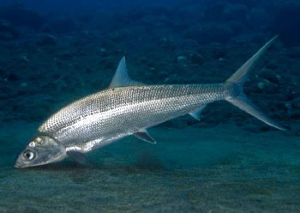 前朝盛世--白垩纪海洋的生物们 - 知乎