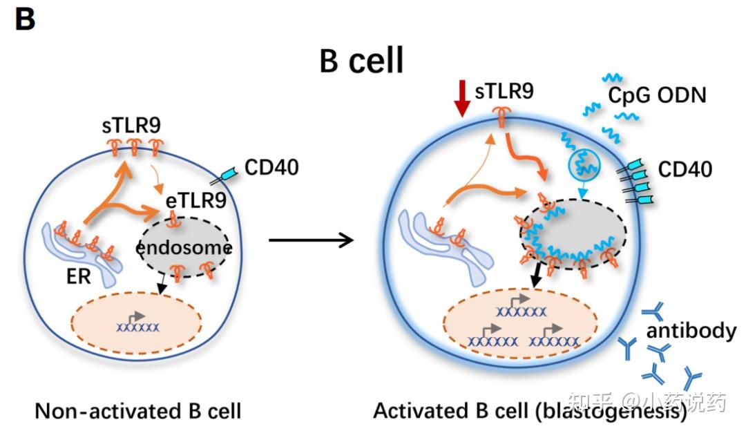 免疫细胞表面的TLR9及其免疫调节作用 - 知乎