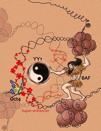 丁俊军团队报道阴阳蛋白YY1调控多能干细胞基因表达的新机制 - 知乎