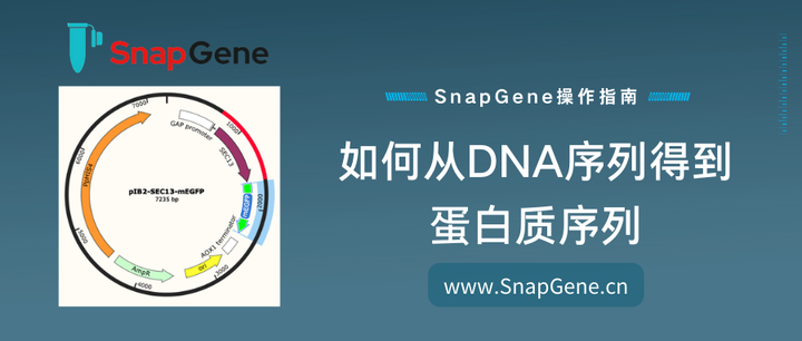 SnapGene操作指南 | 如何从DNA序列得到蛋白质序列 - 知乎