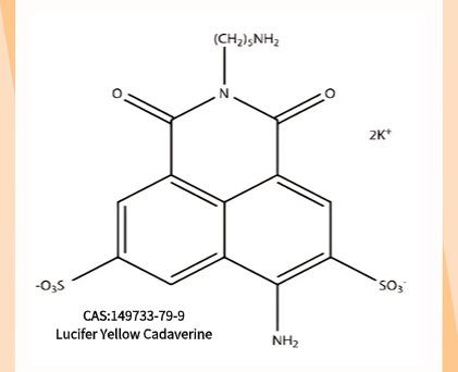 Lucifer Yellow Cadaverine适用于固定和活细胞的荧光成像 - 知乎