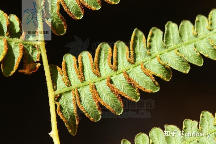 如何判断蕨类植物? - 知乎