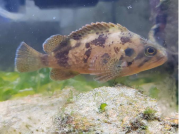 褐菖鲉与朝鲜平鲉（作者：木猫先辈） - 知乎