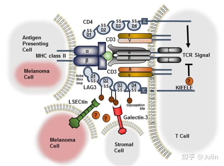 LAG3的配体之争 - 知乎