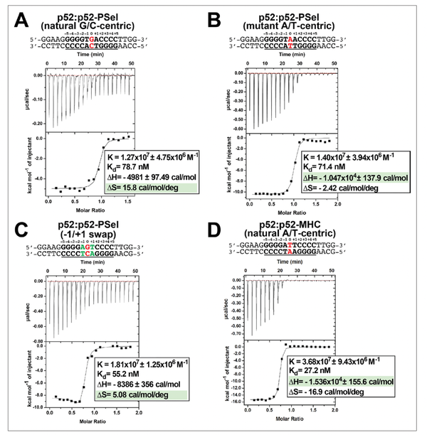 eLife︱澳门大学Vivien Wang课题组揭示转录因子NF-κB与DNA结合的动力学特征及其调控转录活性的分子机制 - 知乎
