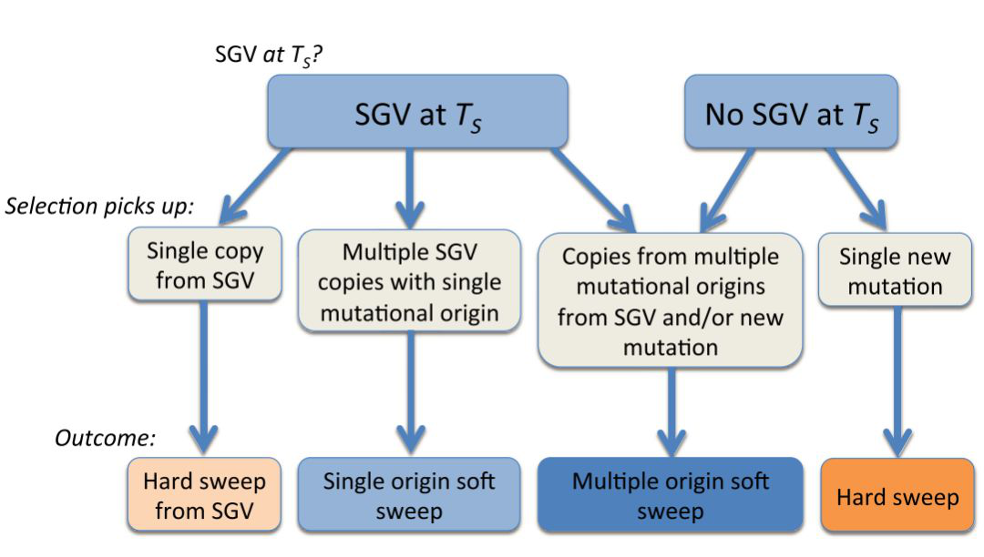 适应过程中的soft sweeps和hard sweep - 知乎