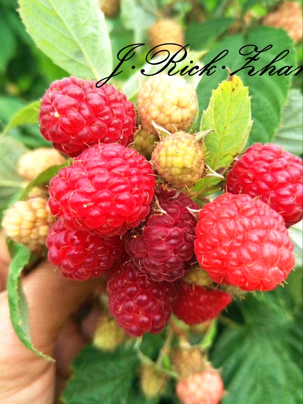 如何种植树莓，国产树莓真的来了！ - 知乎