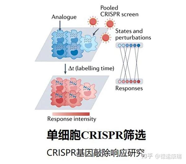 真时动态，尽在掌握！Well-TEMP-seq单细胞动态转录组测序 - 知乎