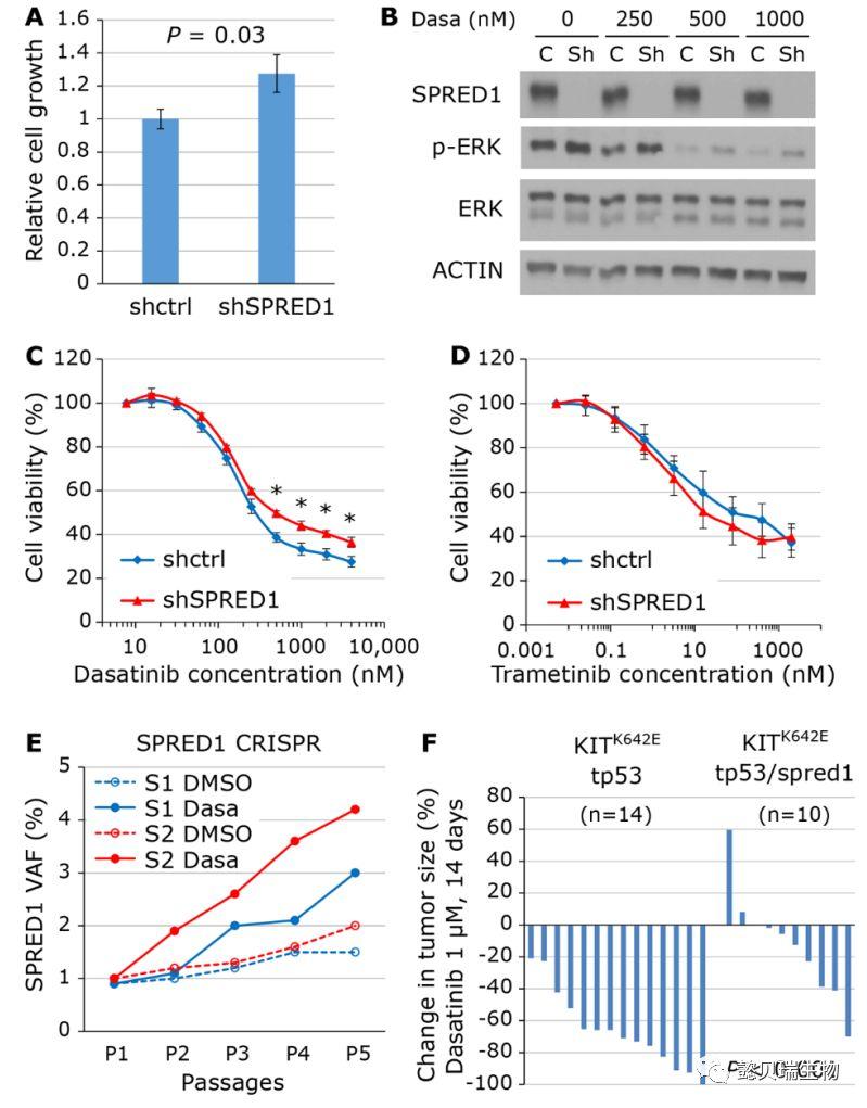 懿贝瑞：人类肿瘤基因组学和斑马鱼模型确定基因SPRED1缺失促进粘膜黑色素瘤产生 - 知乎