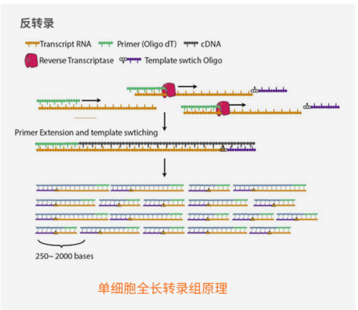 Cell | scWGS-seq＋snRNA-seq＋snATAC-seq—揭示人类不同的神经元和少突胶质细胞衰老体细胞突变模式 - 知乎