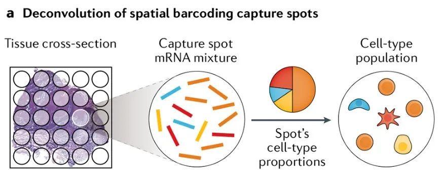 实用干货 | 单细胞与空间转录组联合，实现“1+1>2”！ - 知乎