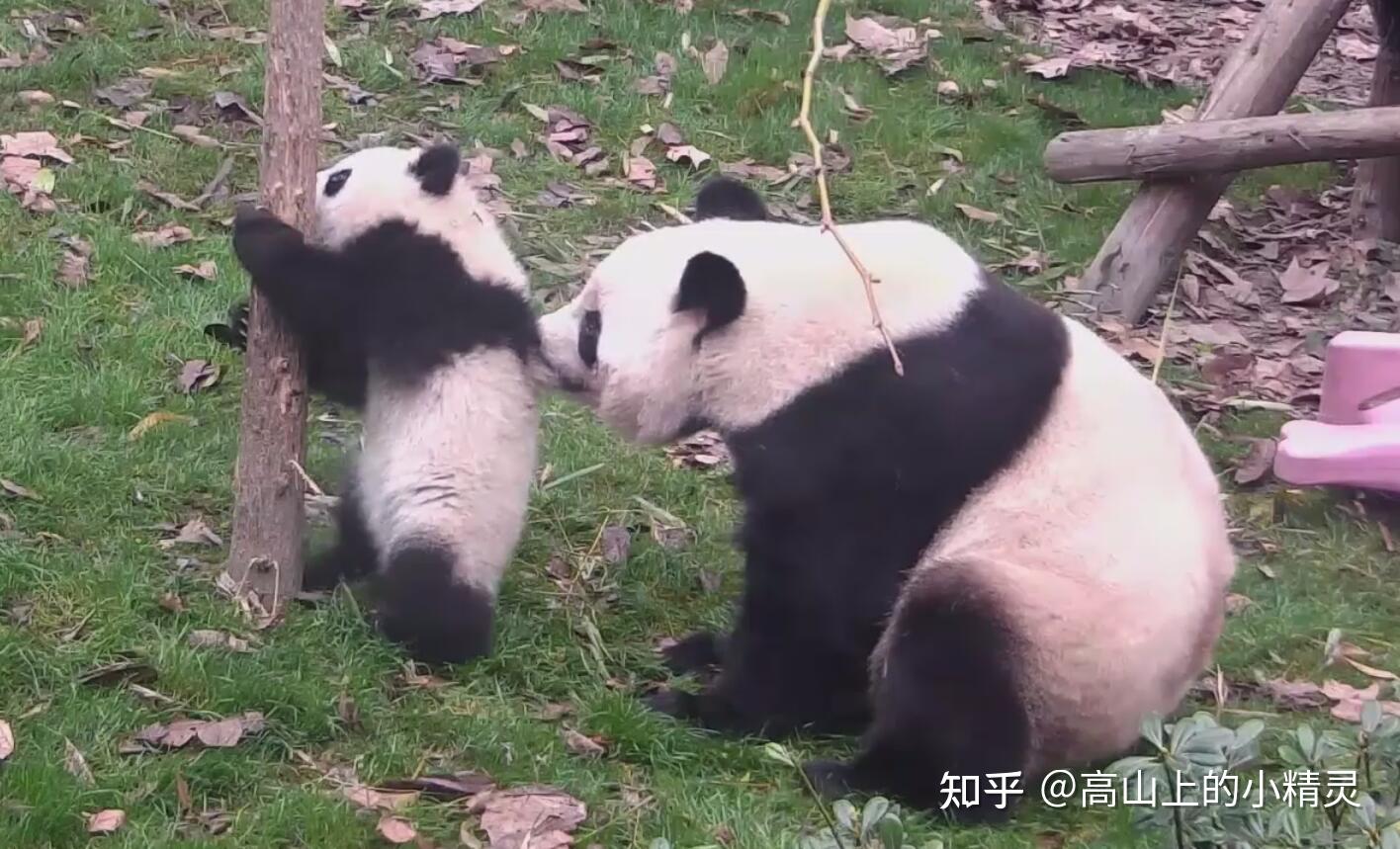 你真的了解国宝大熊猫吗？ - 知乎