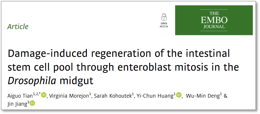 EMBO J︱美国杜兰大学田爱国团队揭示在果蝇中肠里通过病原性细菌的伤害诱导成肠细胞分裂来产生干细胞的新机制 - 知乎