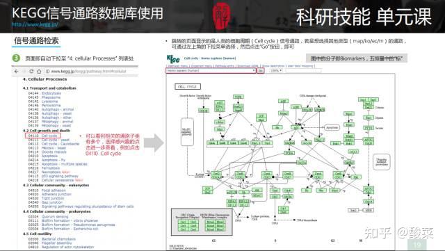 手把手教你KEGG数据库如何熟练使用！ - 知乎