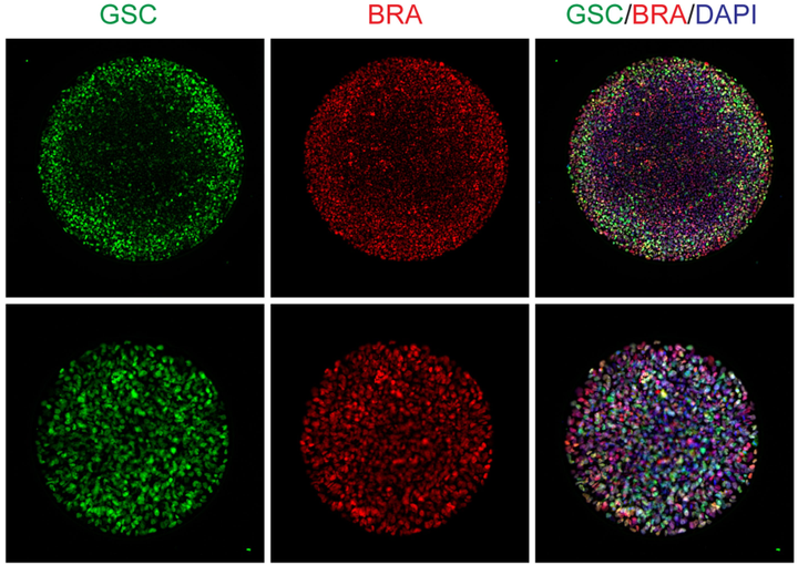 ImageJ实用技巧——径向荧光平均值检测(定量分析篇) - 知乎