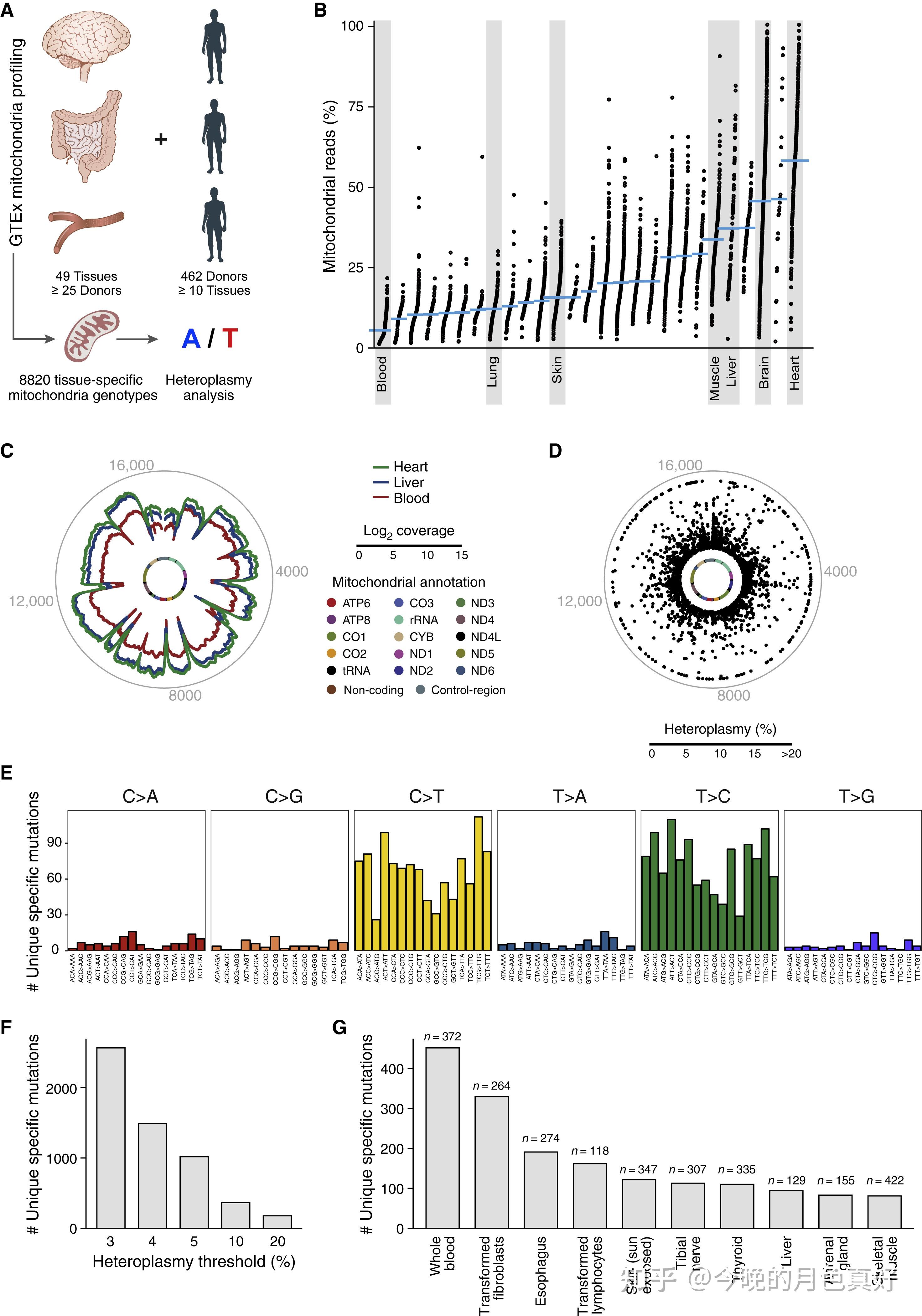 Lineage Tracing in Humans Enabled by Mitochondrial Mutations and Single ...