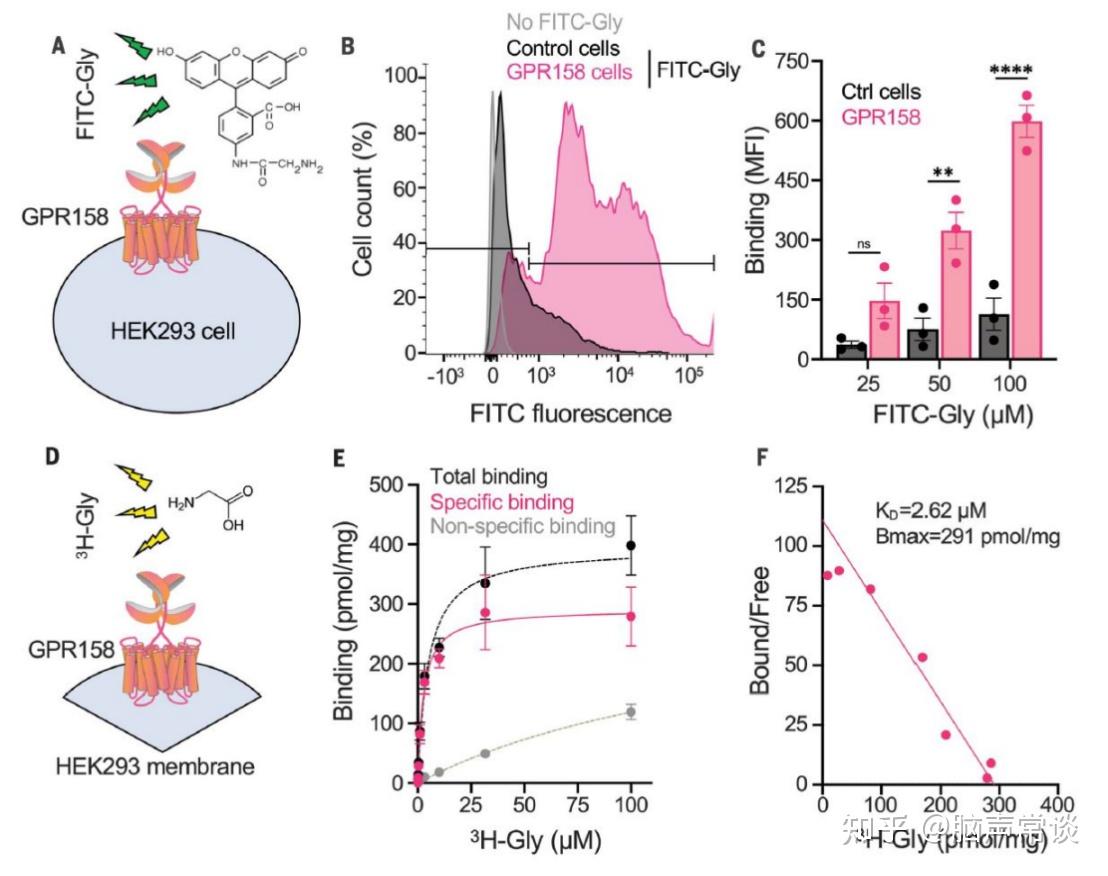 情绪相关受体-GPR158的发现可能成为抗抑郁新靶点 - 知乎