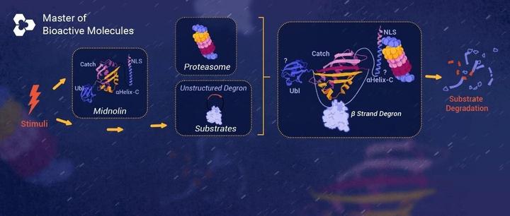 Science 重大突破!| 非泛素化 Midnolin-蛋白酶体降解 "新" 机制 - 知乎
