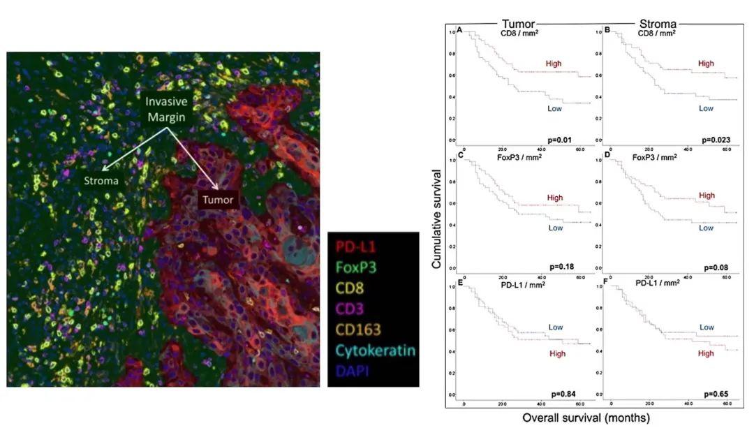 Akoya CODEX单细胞空间蛋白组学助力邻域水平上细胞的空间表型分析 - 知乎