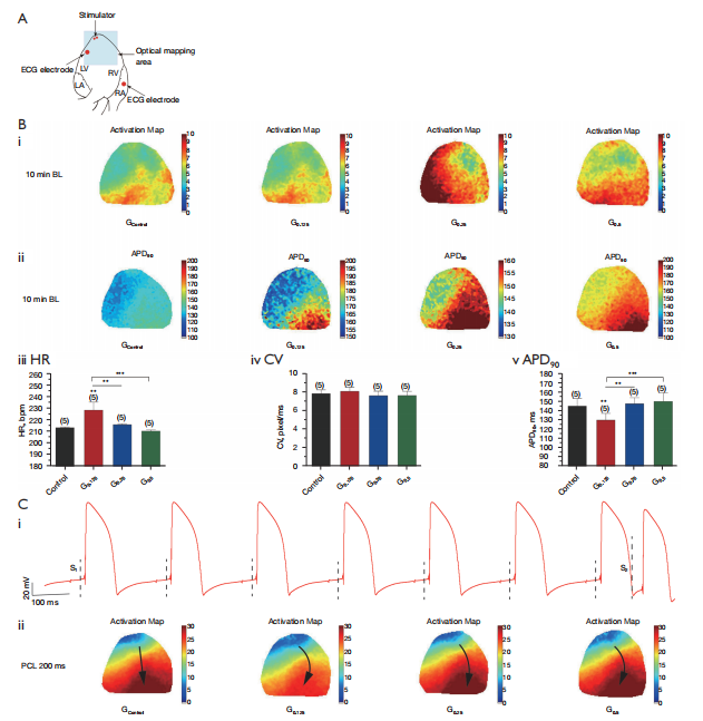 豚鼠心外膜标测不同剂量艾氯胺酮对心脏传导及Cx43异质性的影响 - 知乎