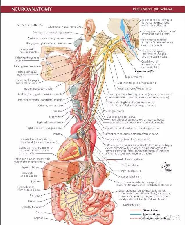 Netter脑神经解剖（精美原版高清彩色大图） - 知乎