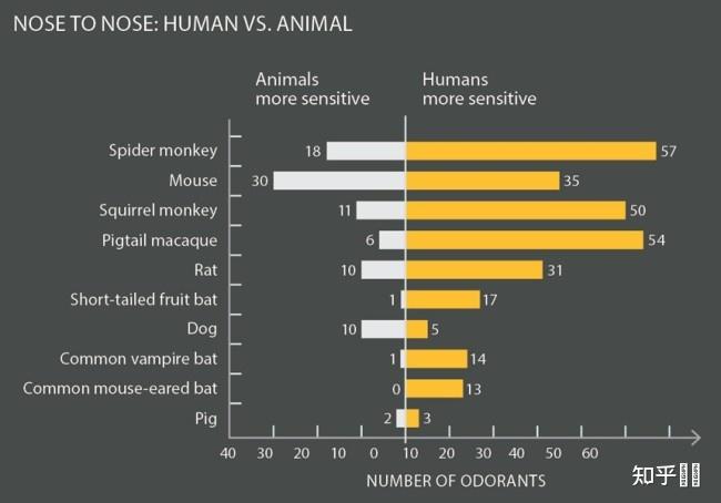 为什么大部分动物的嗅觉和听觉都比人类灵敏？ - 知乎