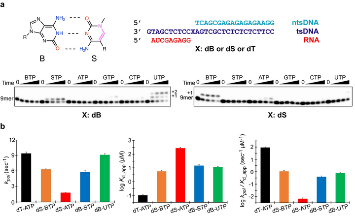 研究发现：酶无法区分人造DNA和真实DNA - 知乎