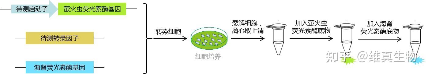如何利用双荧光素酶检测启动子与转录因子的互作? - 知乎